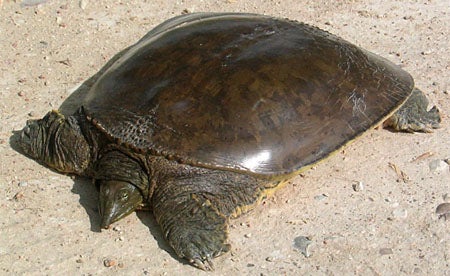 Soft Shell Turtle